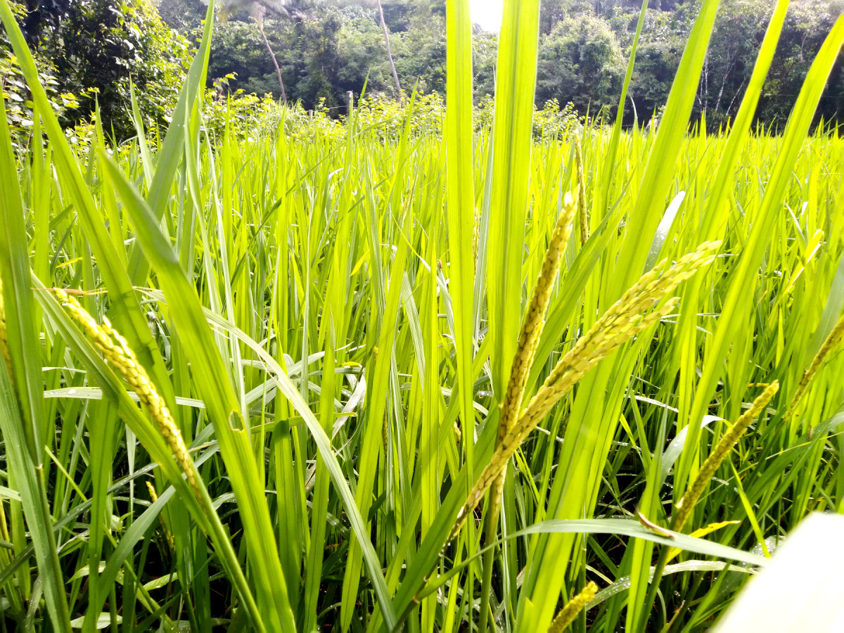 Growing Paddy for Self Sustainable Organic Harvests - HubPages