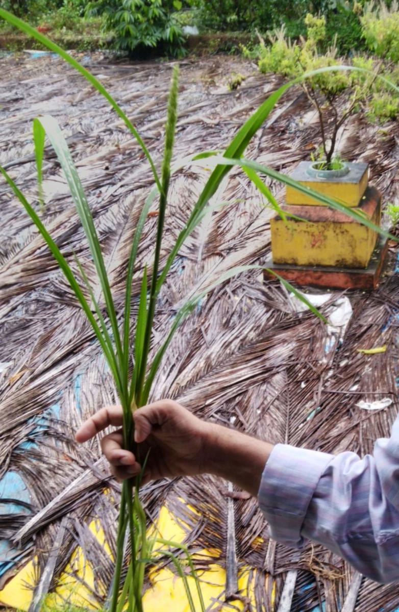 Growing Paddy for Self Sustainable Organic Harvests - HubPages