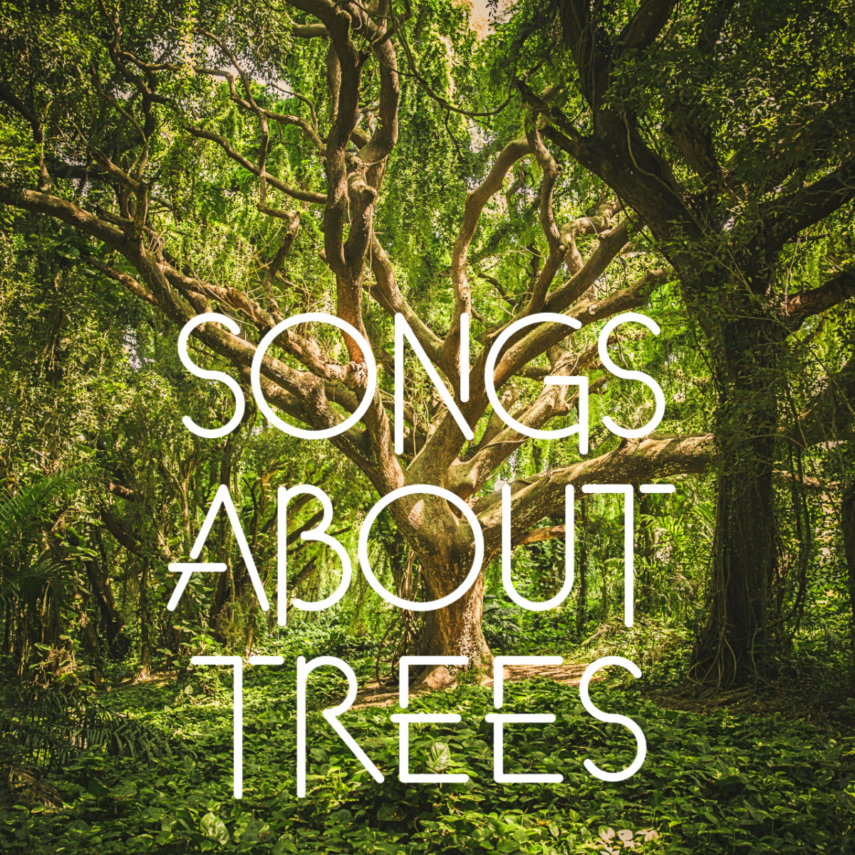 46 Songs About Trees - HubPages