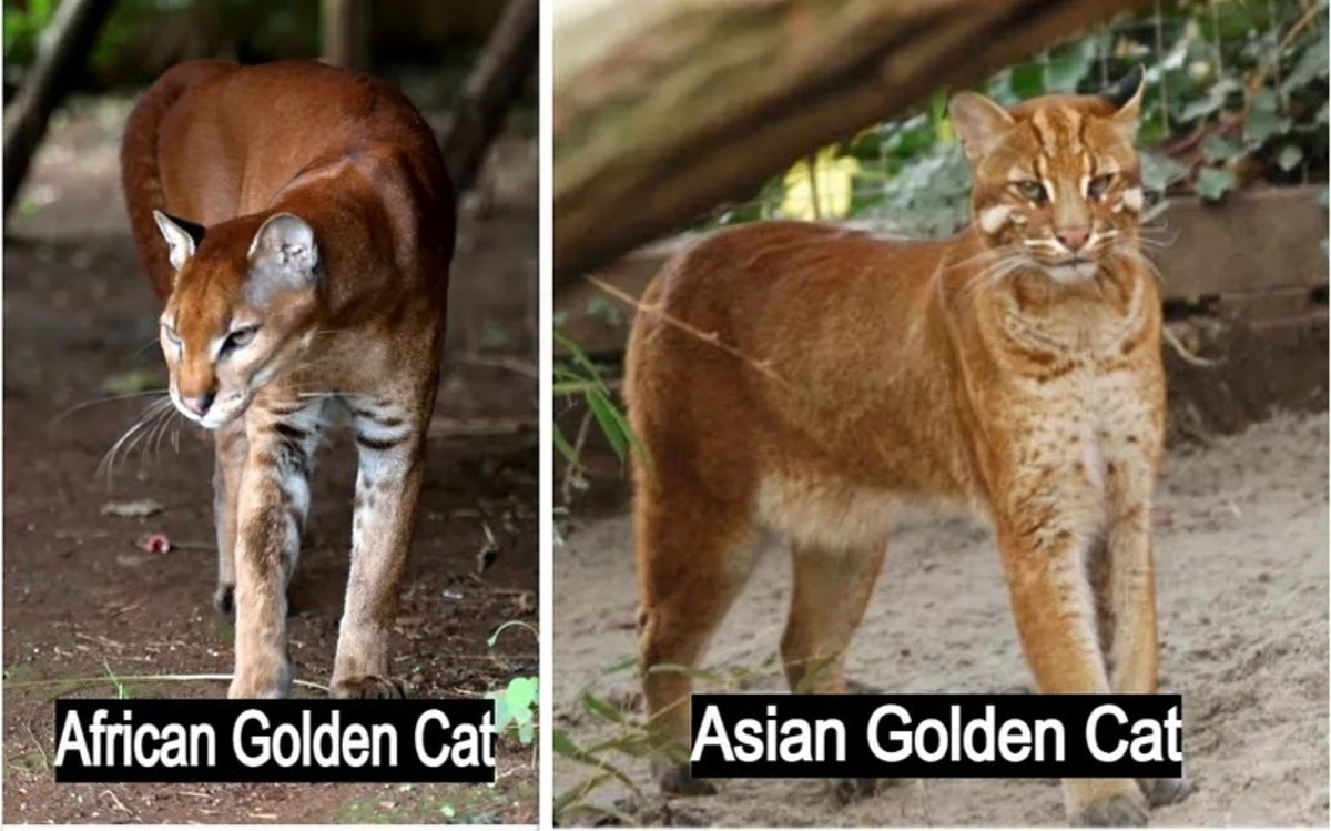 African Golden Cat Vs. Asian Golden Cat - HubPages