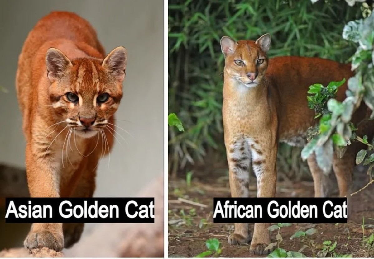 African Golden Cat Vs. Asian Golden Cat - HubPages