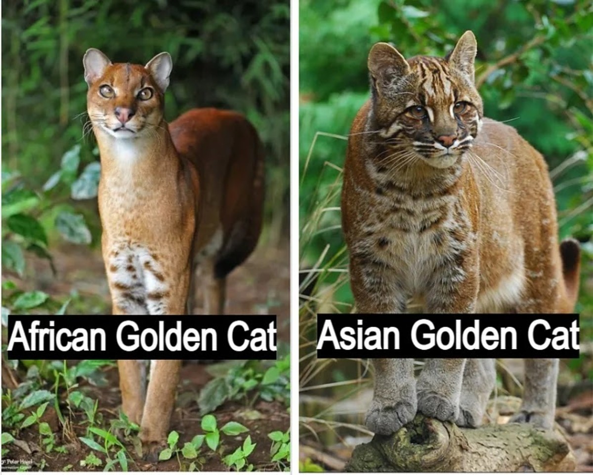 African Golden Cat Vs. Asian Golden Cat - HubPages