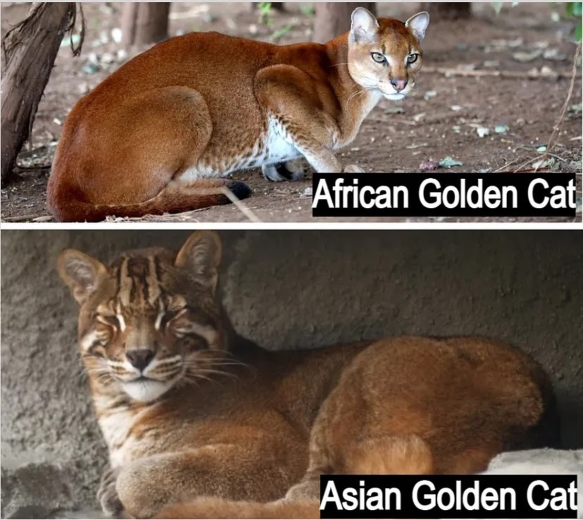 African Golden Cat Vs. Asian Golden Cat - HubPages