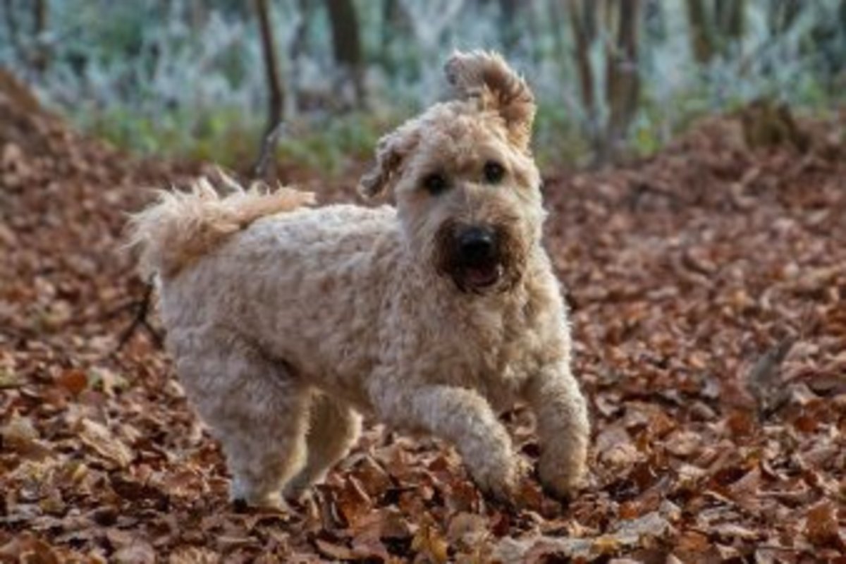 Soft-Coated Wheaten Terriers: Why They Make Such Great Family Dogs - HubPages