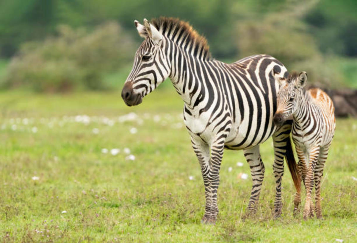 Zebra Stripes Are Unique - HubPages