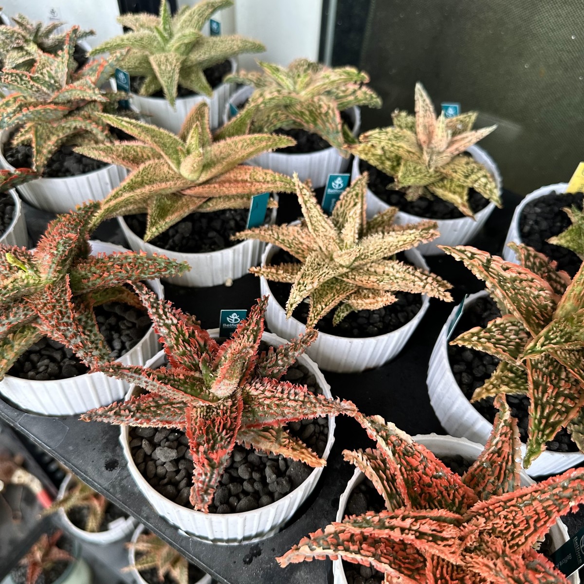 Aloe Hybrids - The Future of Gardening - HubPages