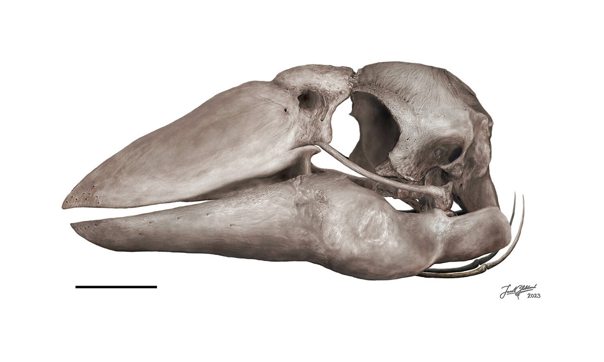 Giga-Goose: An Australian Giant - HubPages