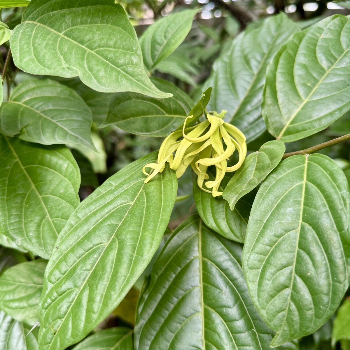 Native or Invasive? Guidelines for Selecting Plants for Your Garden ...