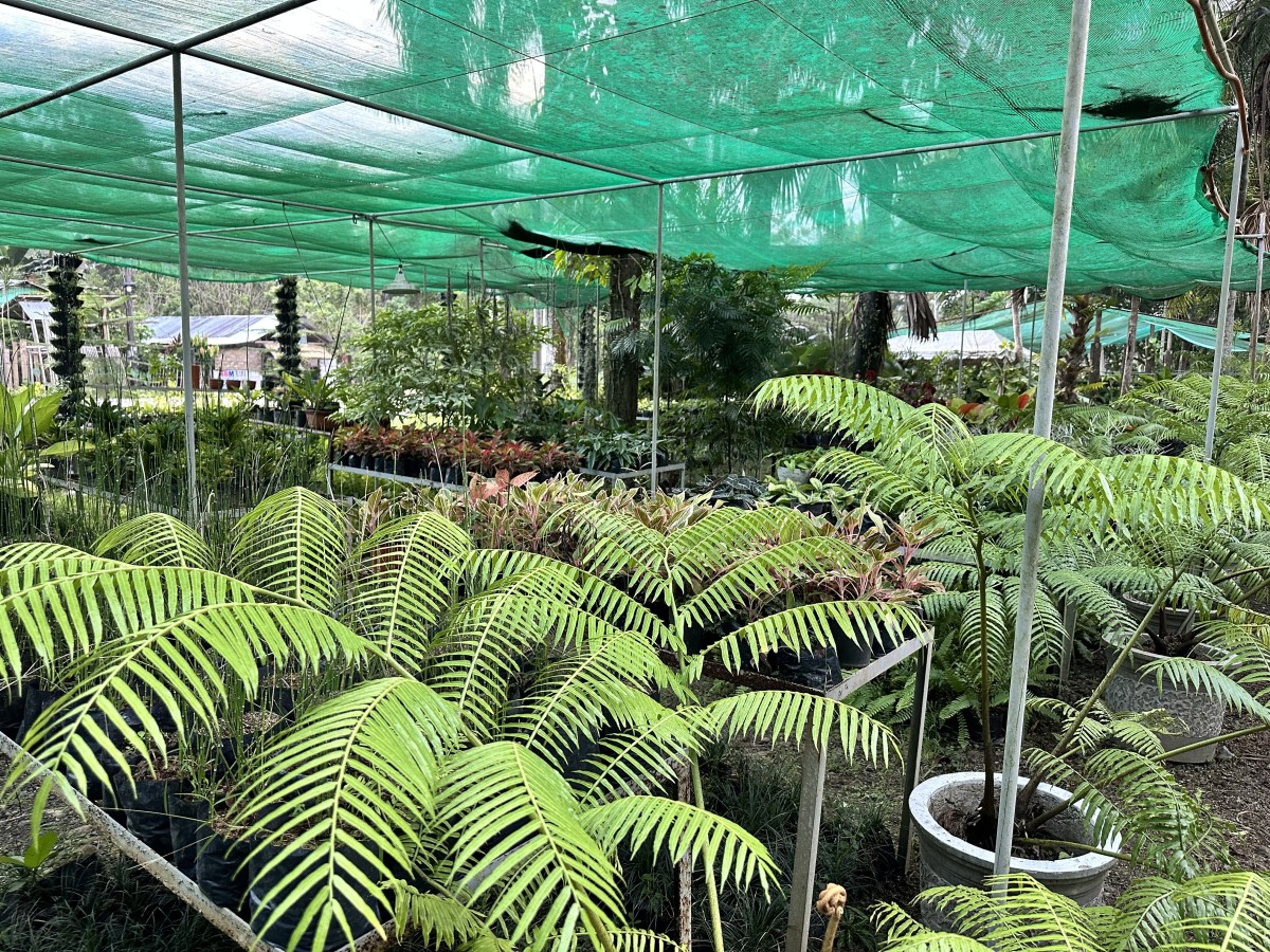Native or Invasive? Guidelines for Selecting Plants for Your Garden ...