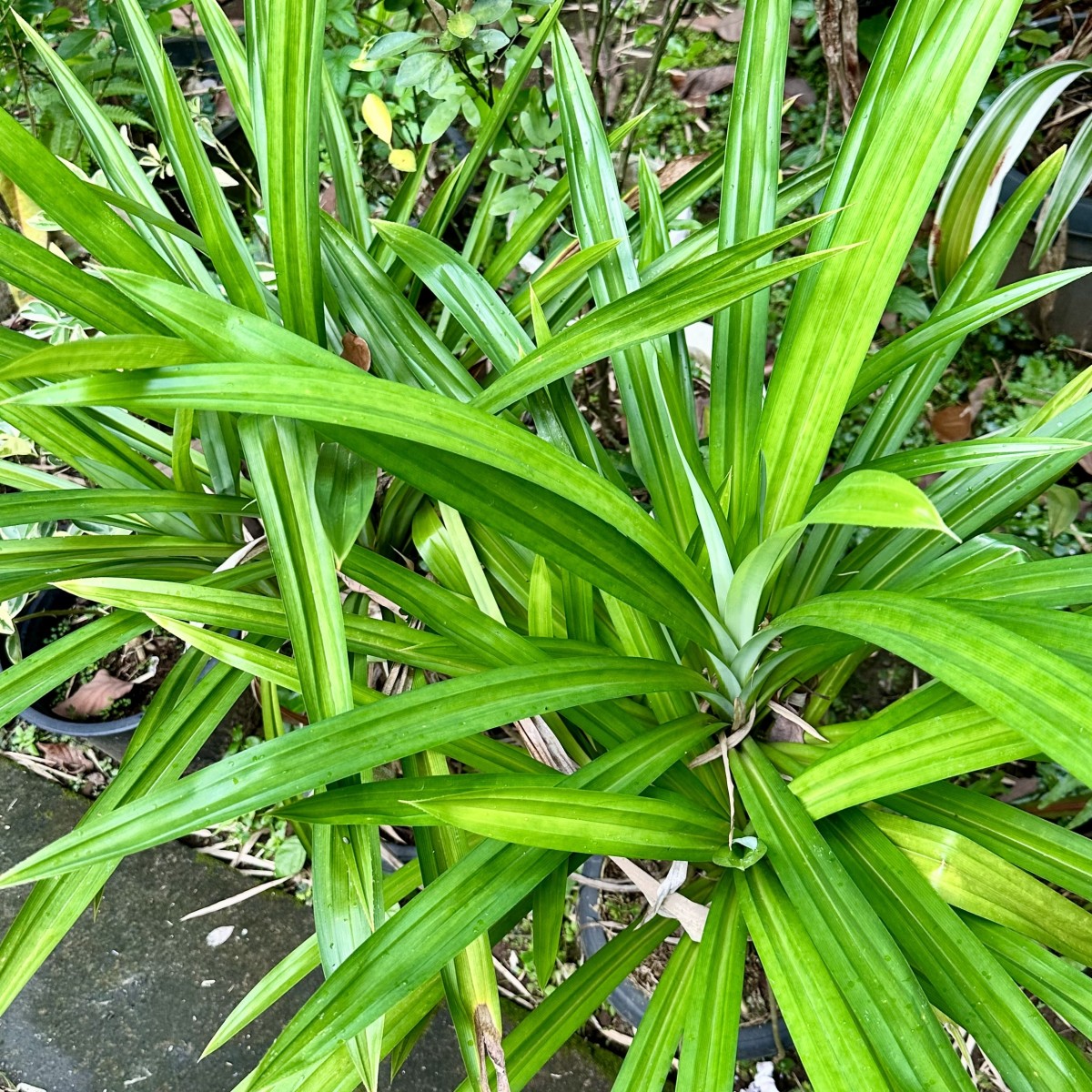 Native or Invasive? Guidelines for Selecting Plants for Your Garden ...