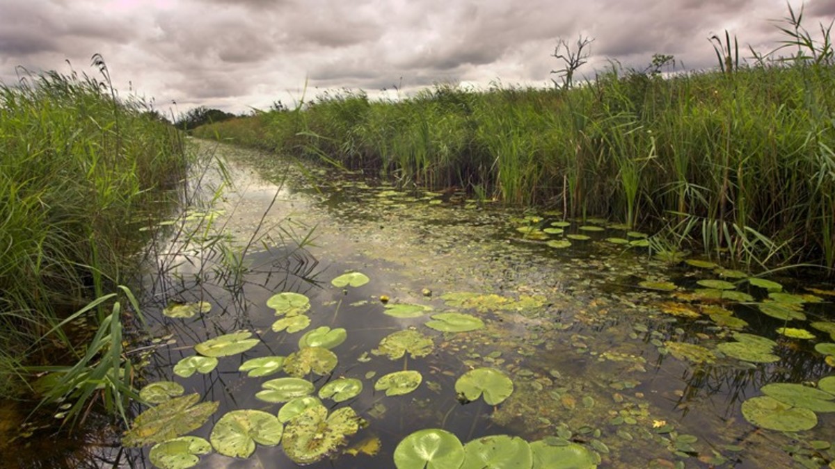 Conquest - 3: Aftermath A.D. 1071, Struggle Against William Does Not ...