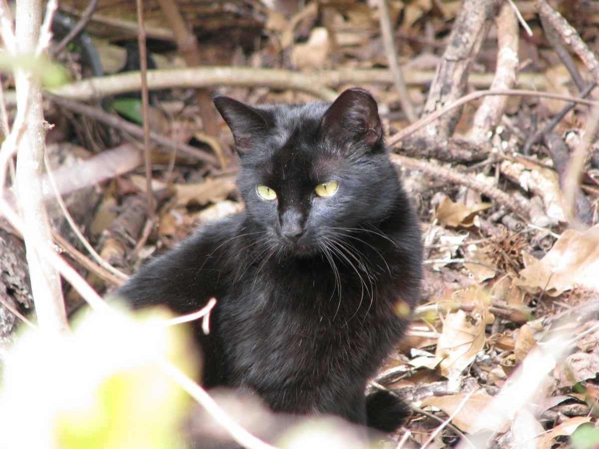 Pepper Cat's Guide for New Kitten Parents - HubPages