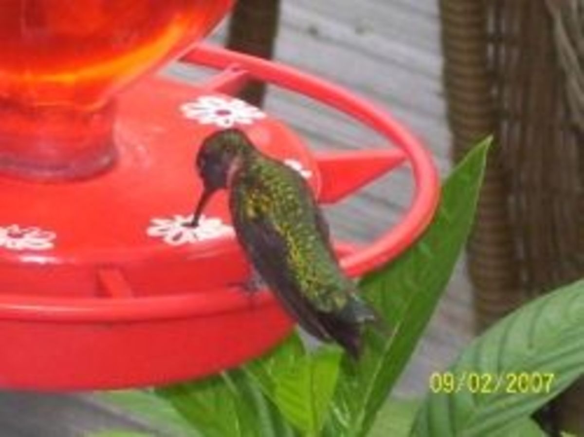 Hummingbirds: The Angels of Birds - HubPages