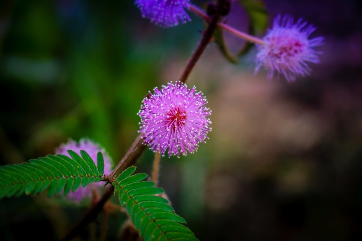 "Sensitive Plant: The Plant that Moves and Inspires Wonder" - HubPages