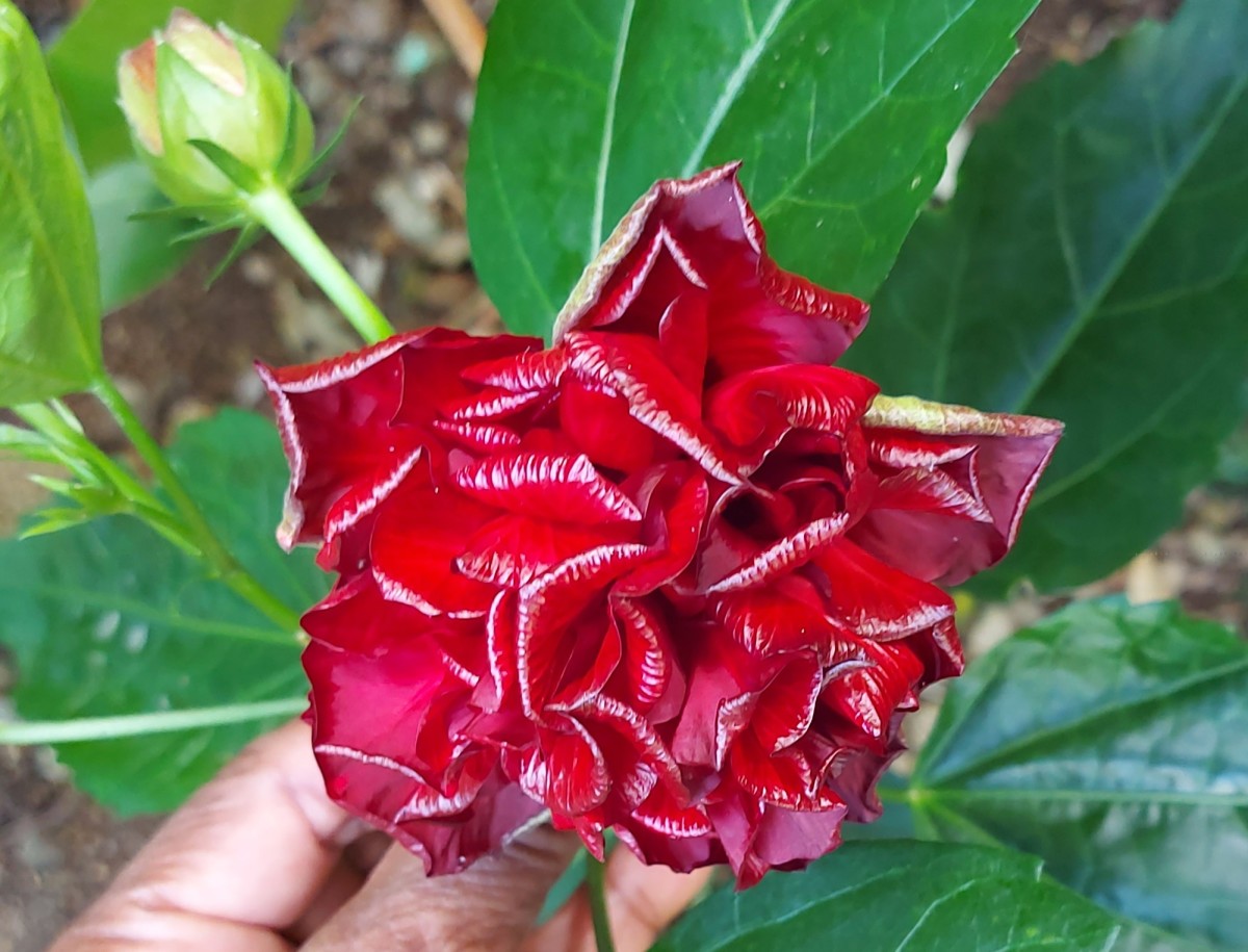 Insights from Three Short Garden Stories - HubPages