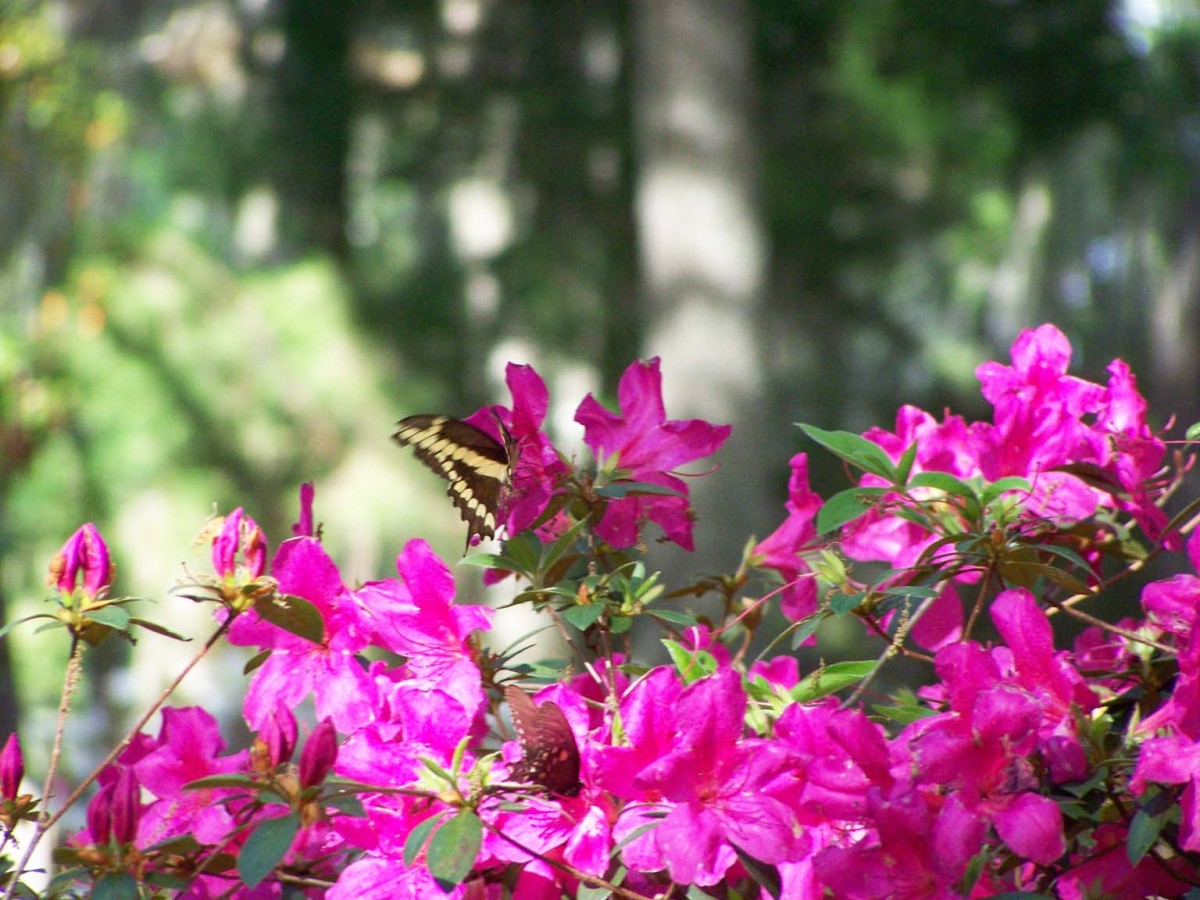 The Butterfly Cycle of Life in Photos - HubPages
