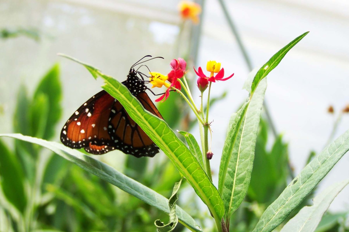 The Butterfly Cycle of Life in Photos - HubPages