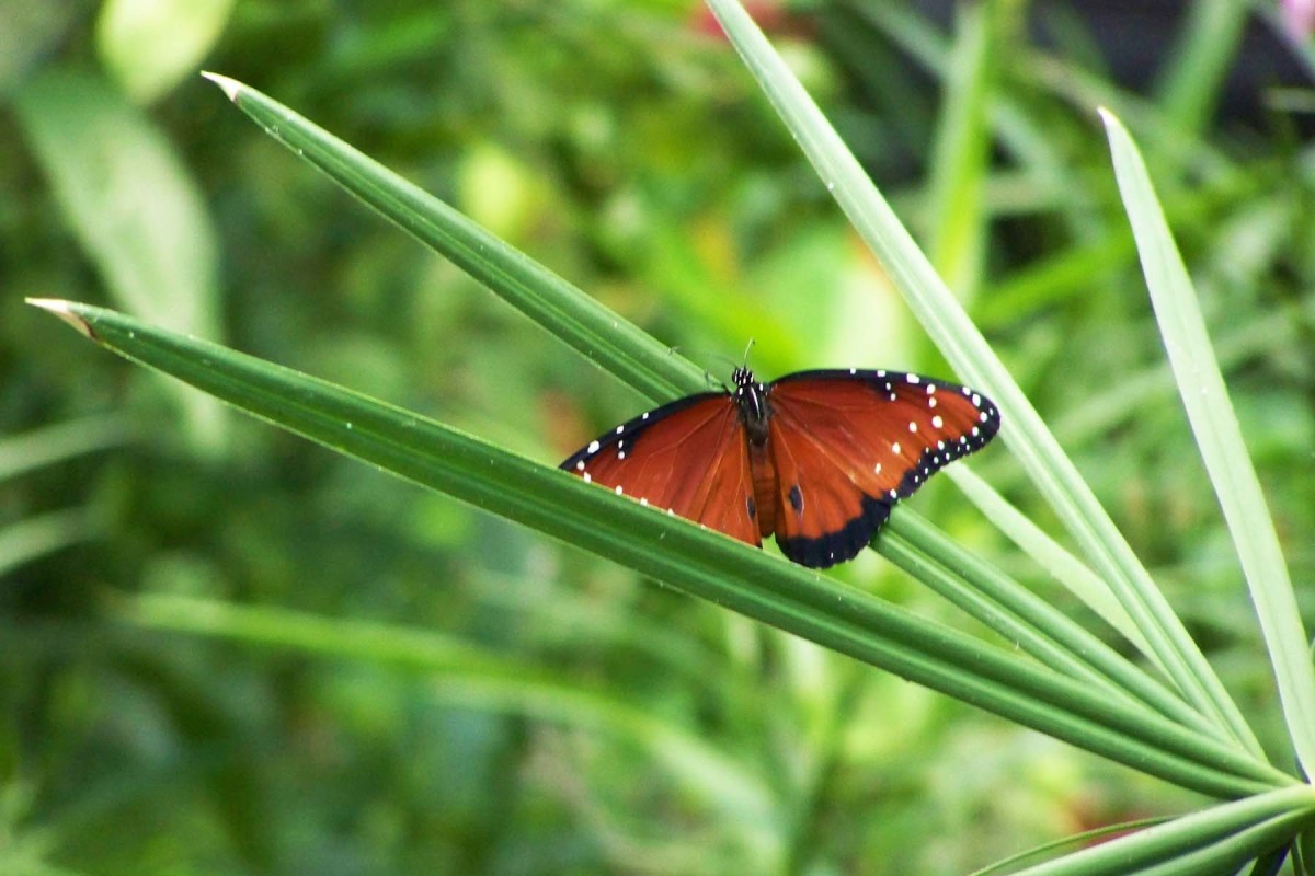 The Butterfly Cycle of Life in Photos - HubPages