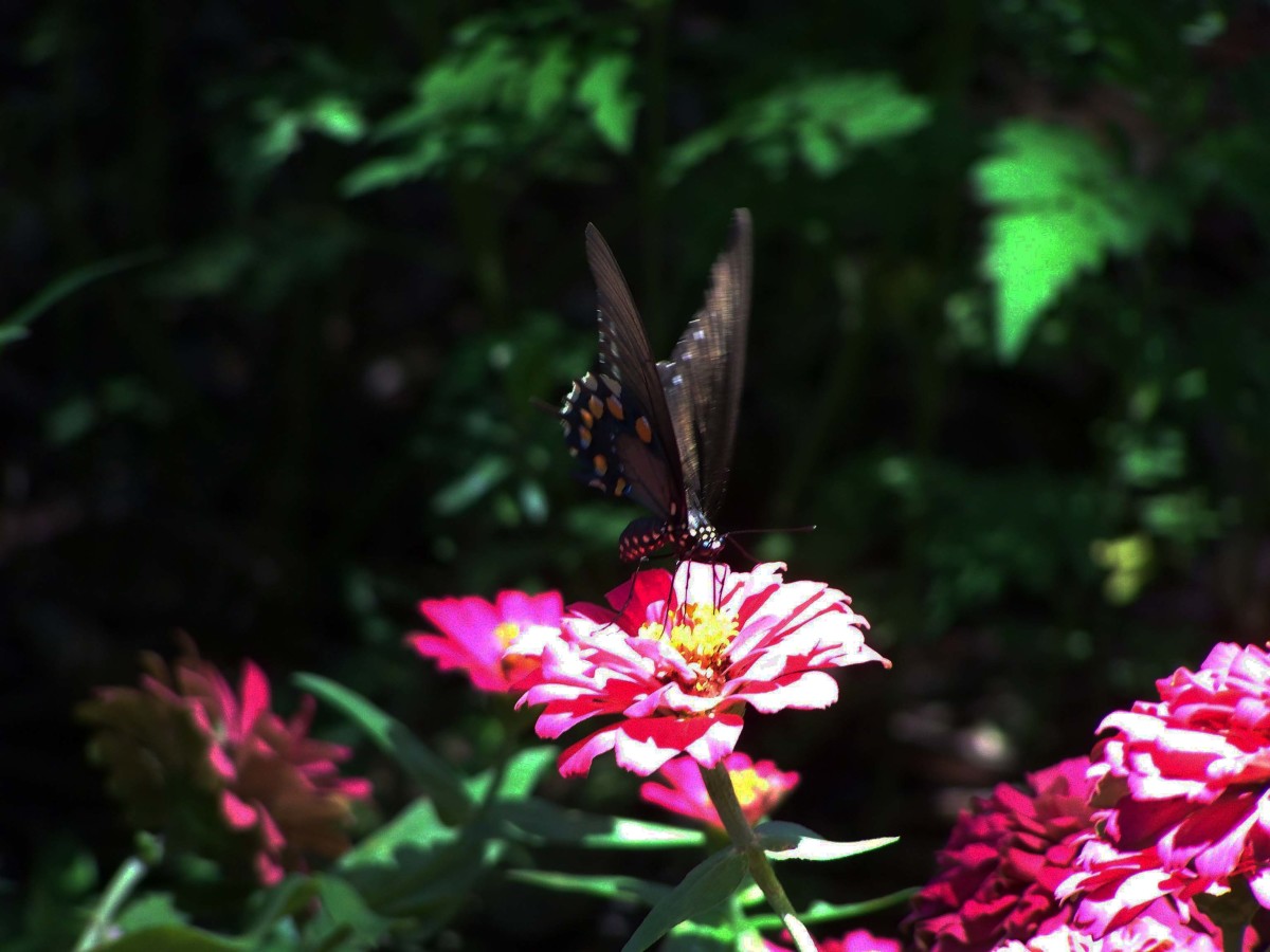 The Butterfly Cycle of Life in Photos - HubPages