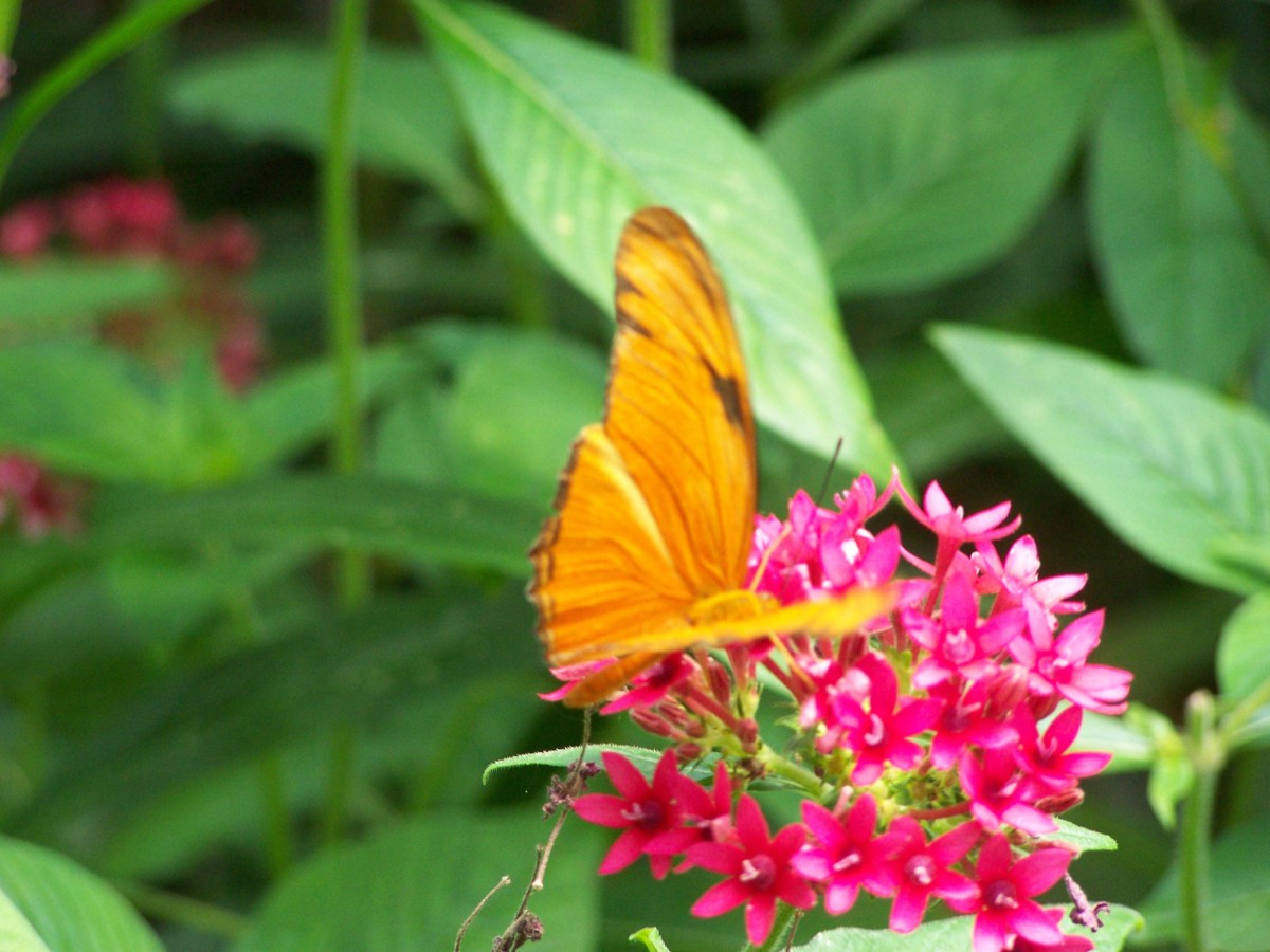 The Butterfly Cycle of Life in Photos - HubPages