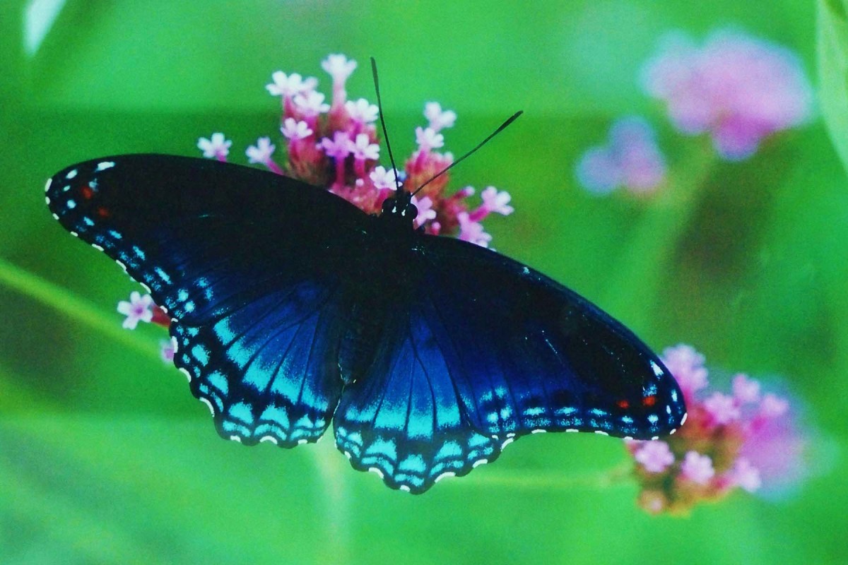 The Butterfly Cycle of Life in Photos - HubPages