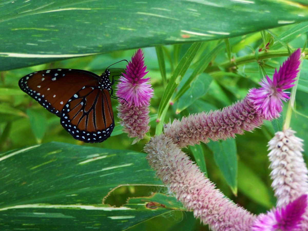 The Butterfly Cycle of Life in Photos - HubPages