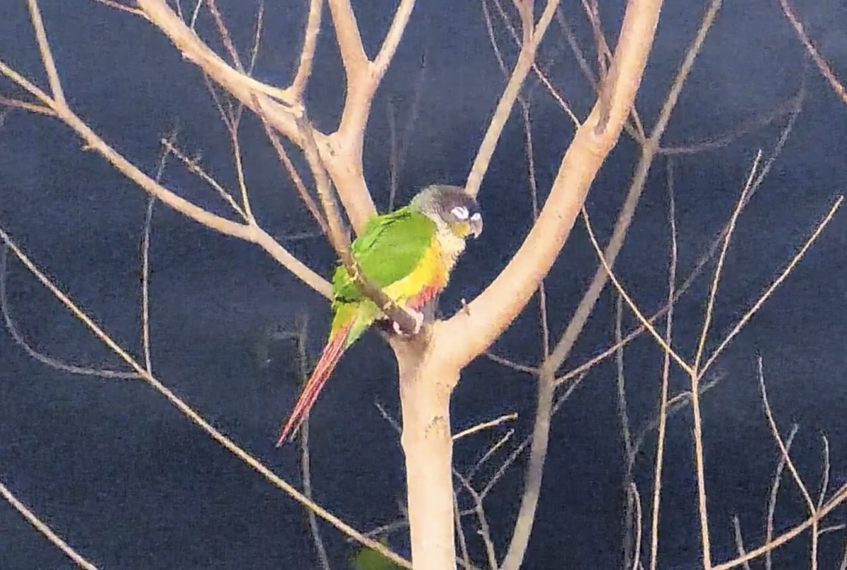 AKASO’s Seemor 200 Is The Night Vision Binoculars For Seeing In The ...