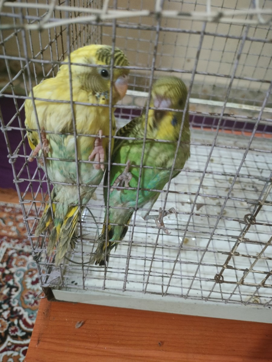 Orphaned Love Bird Chicks; An Update - HubPages