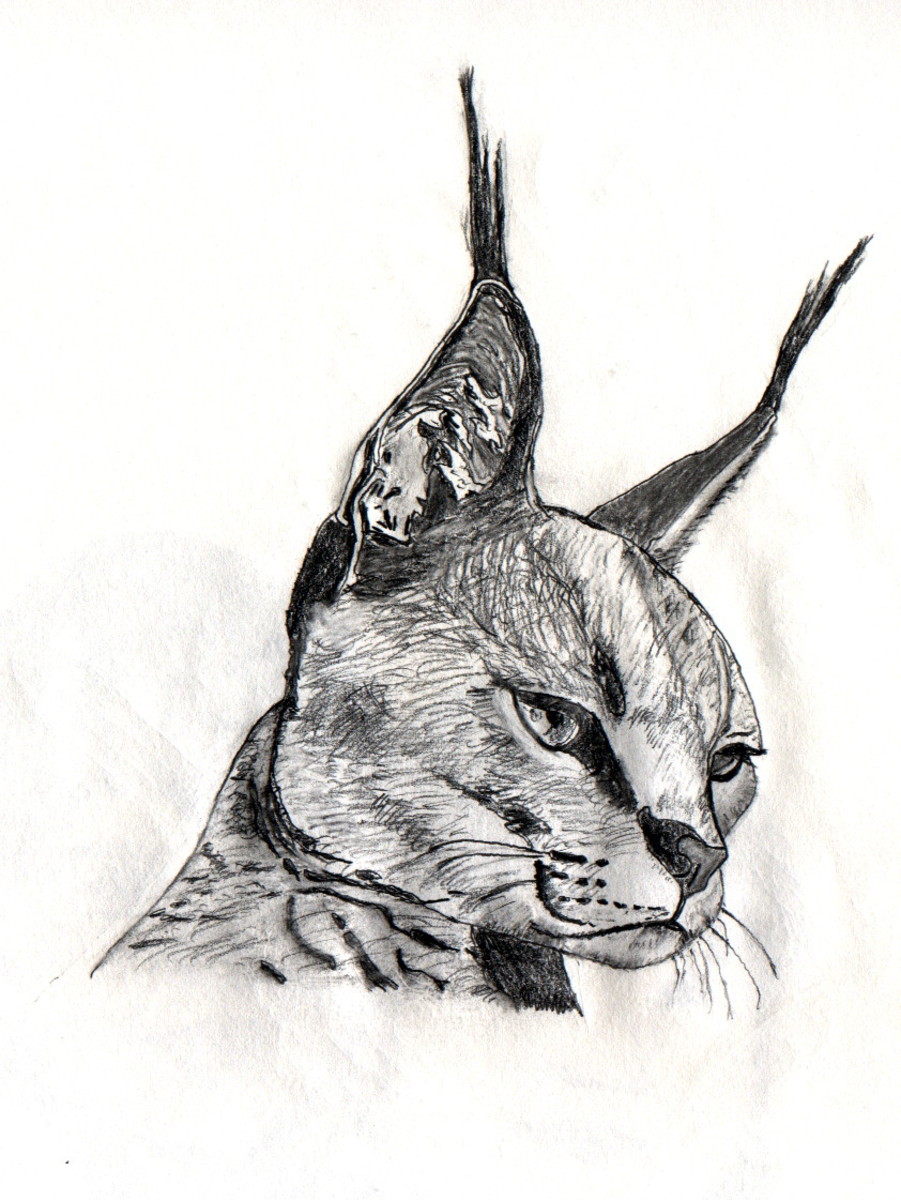 You Too Can Learn to Draw - HubPages