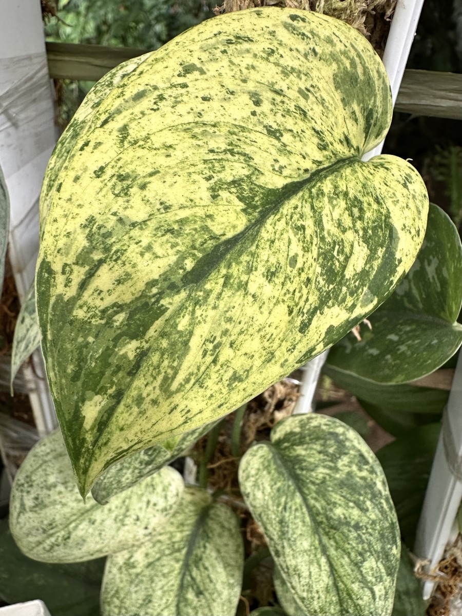 Your Guide to Scindapsus Plant Care: Get More Vibrant Foliage - HubPages