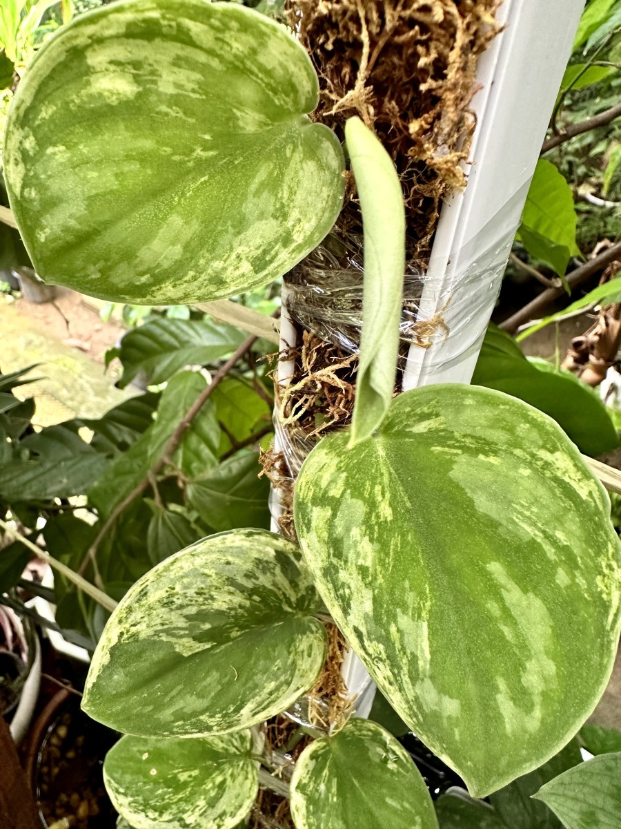 Your Guide to Scindapsus Plant Care: Get More Vibrant Foliage - HubPages