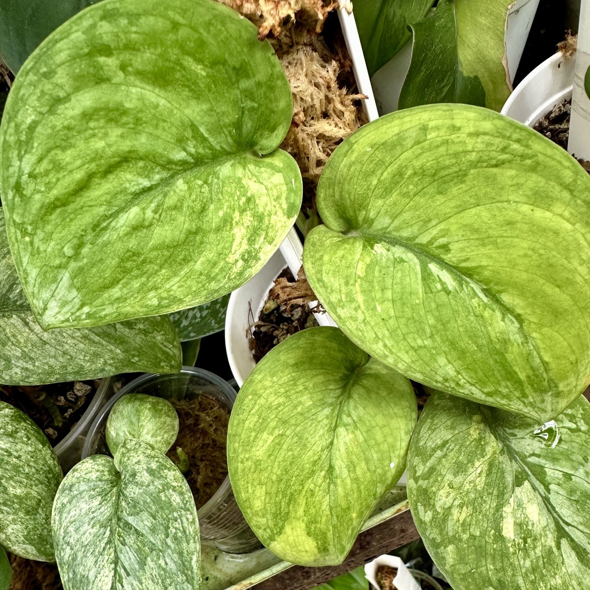 Your Guide to Scindapsus Plant Care: Get More Vibrant Foliage - HubPages