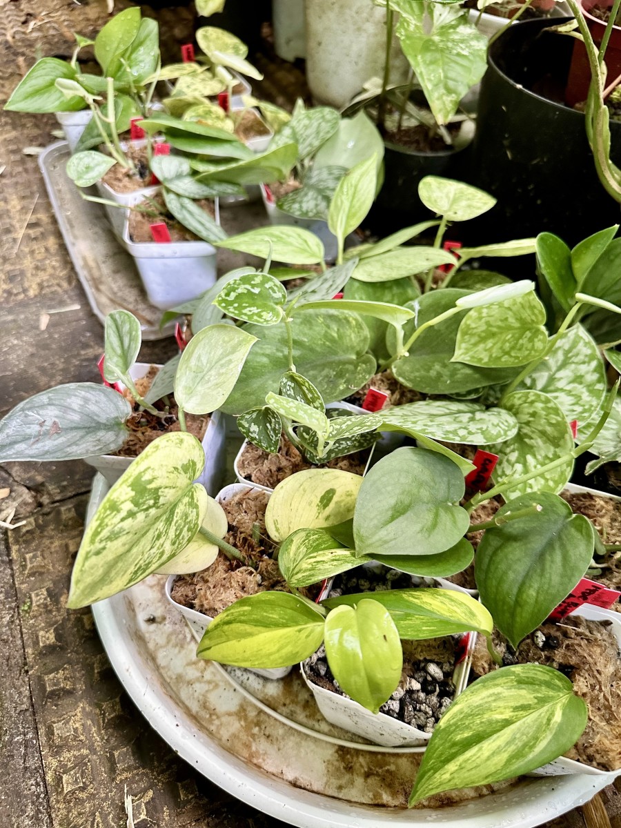 Your Guide to Scindapsus Plant Care: Get More Vibrant Foliage - HubPages