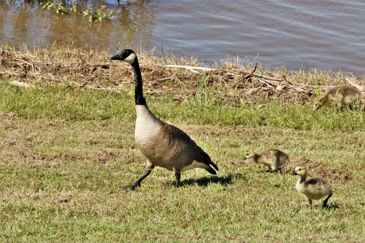 The Canada Goose: Facts and Information - HubPages