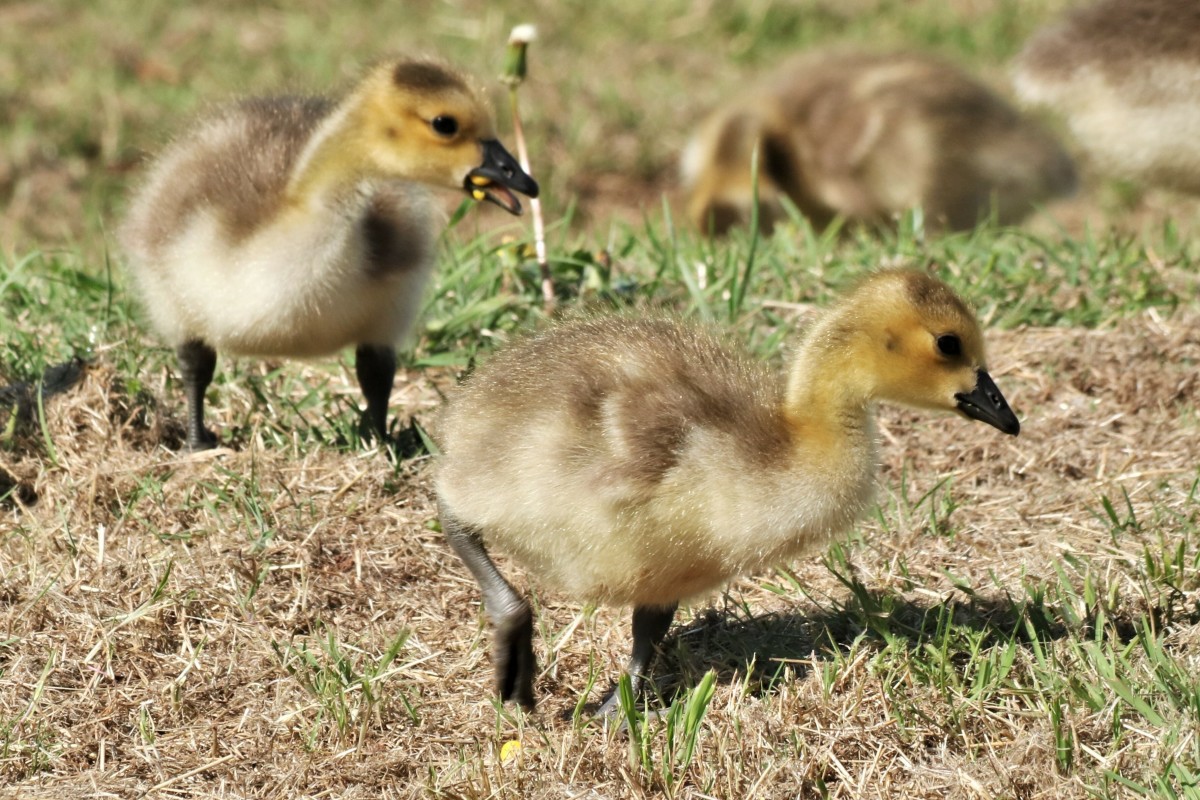 The Canada Goose: Facts and Information - HubPages