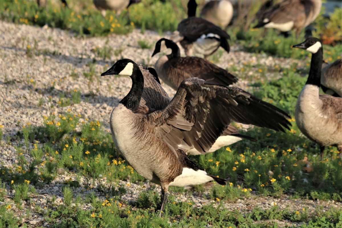 The Canada Goose: Facts and Information - HubPages