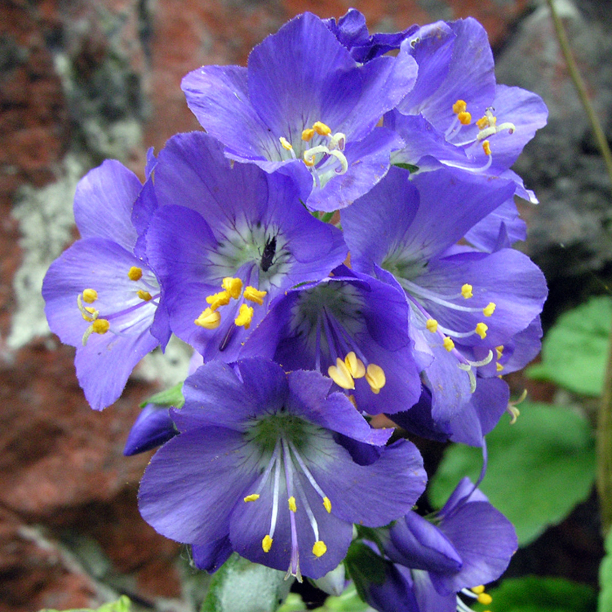 Jacob's Ladder as a Plant: Poetry and Curing Characteristics - HubPages