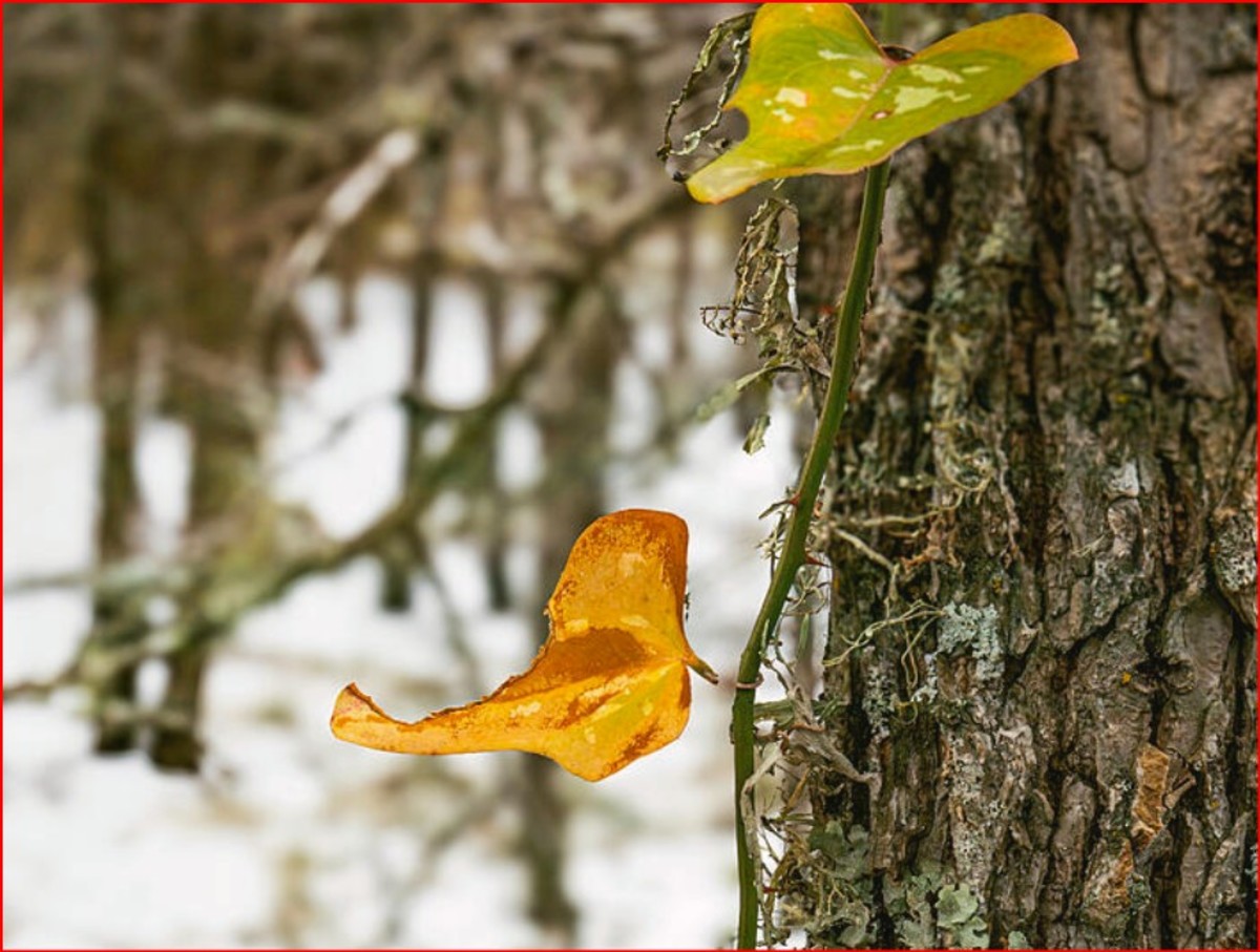 To Watermark or Not: The Photography Sales Dilemma - HubPages