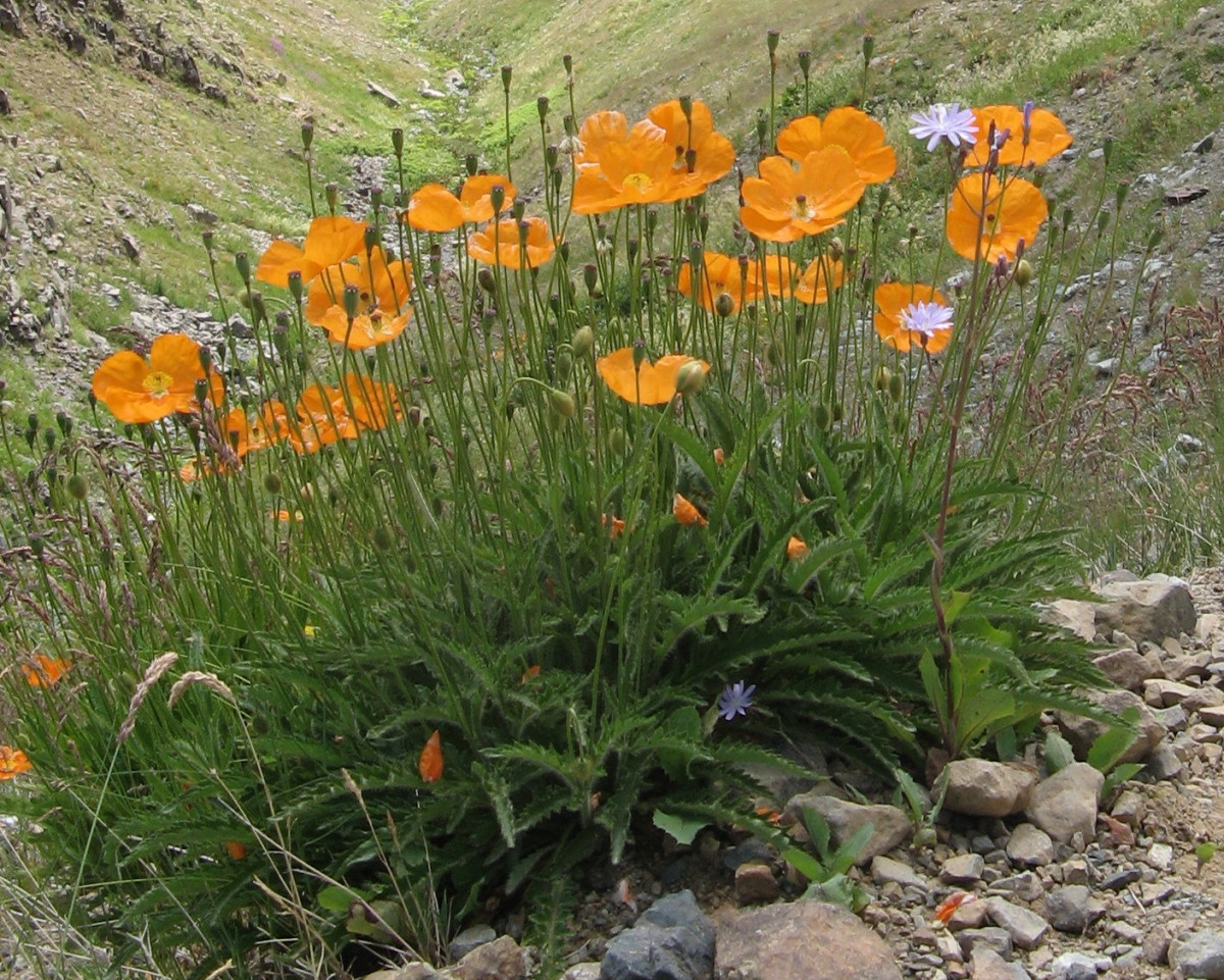 The Healing Properties of Poppy - HubPages