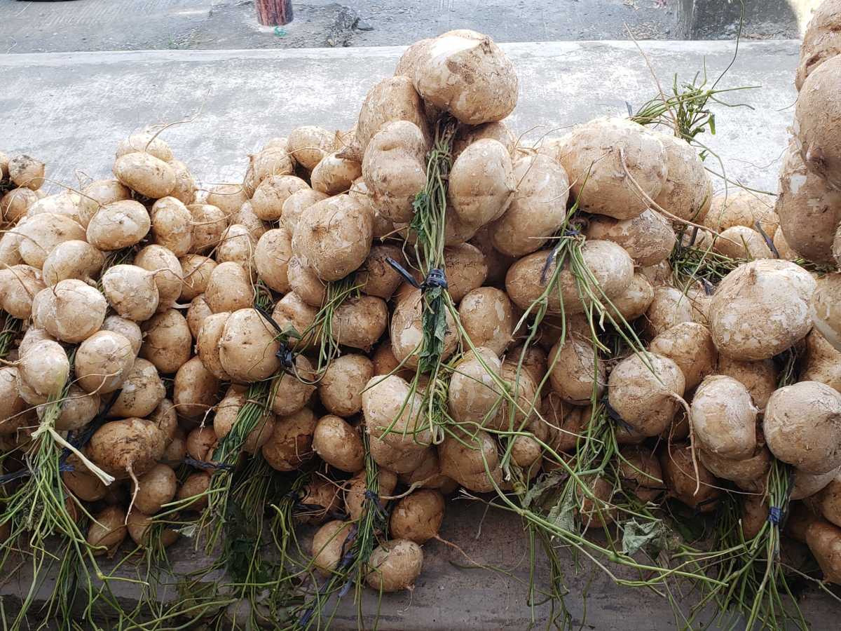 Root Crops Grown In The Philippines - HubPages