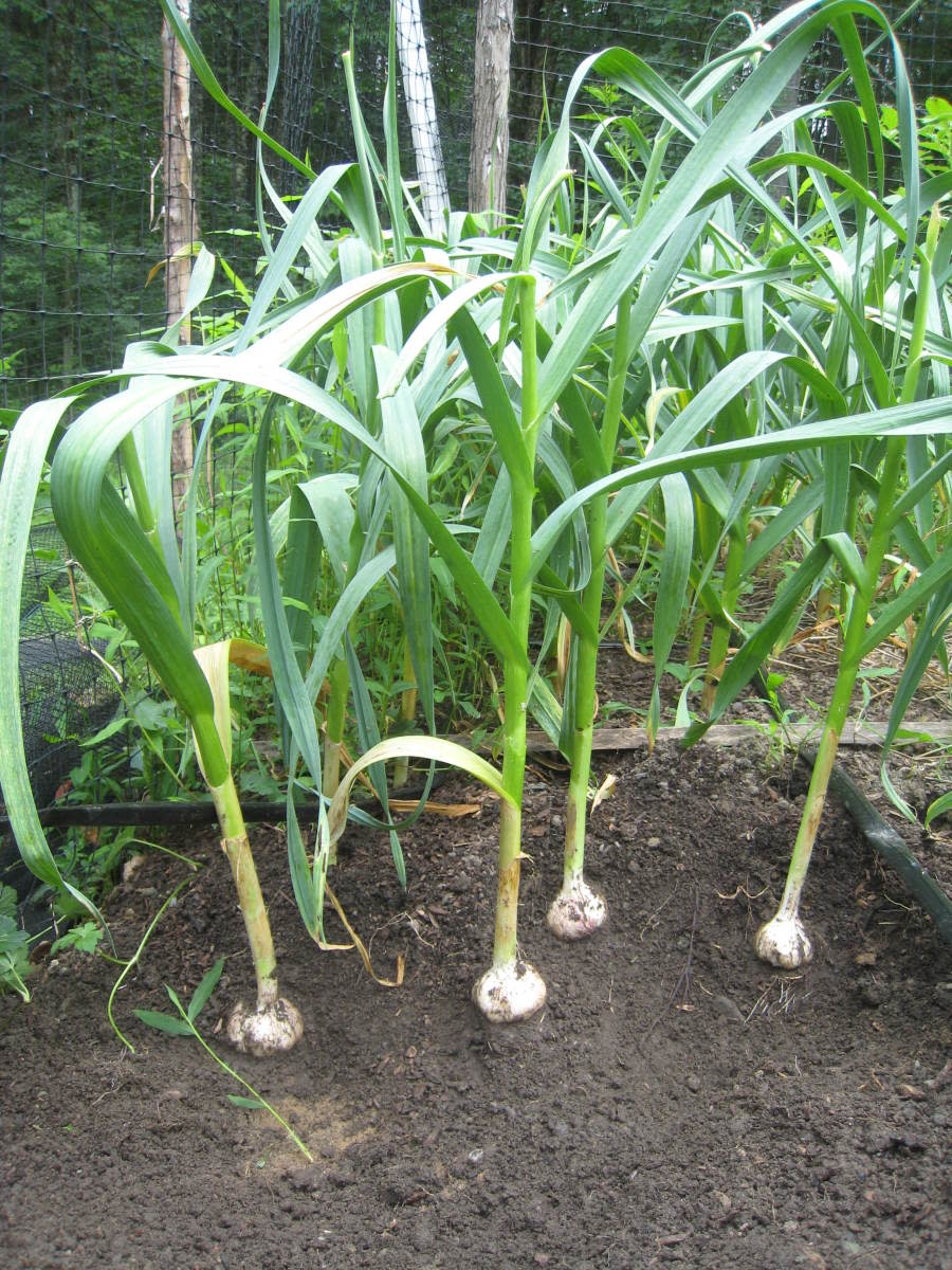 Root Crops Grown In The Philippines - HubPages