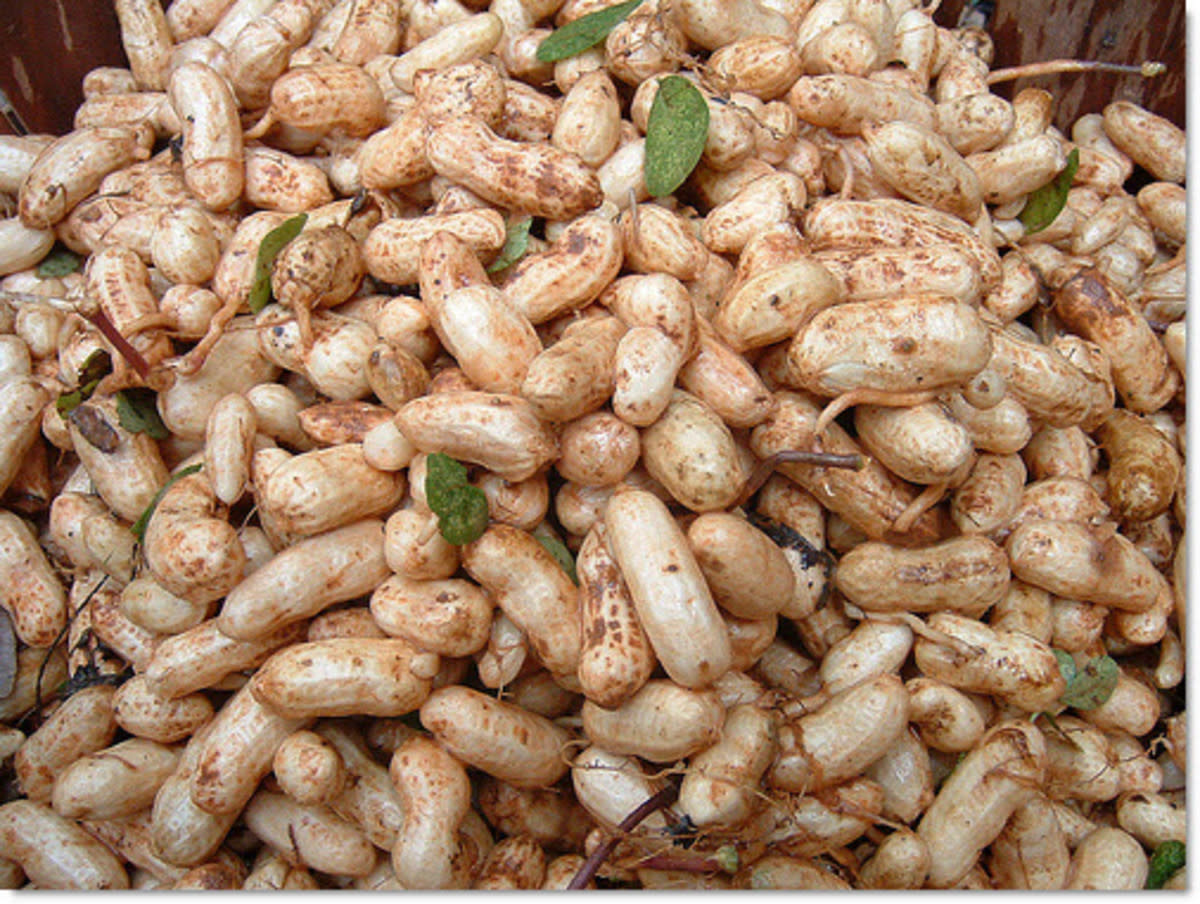 Root Crops Grown In The Philippines - HubPages