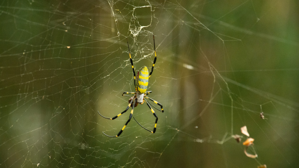 Should You Kill Invasive Joro Spiders? - HubPages