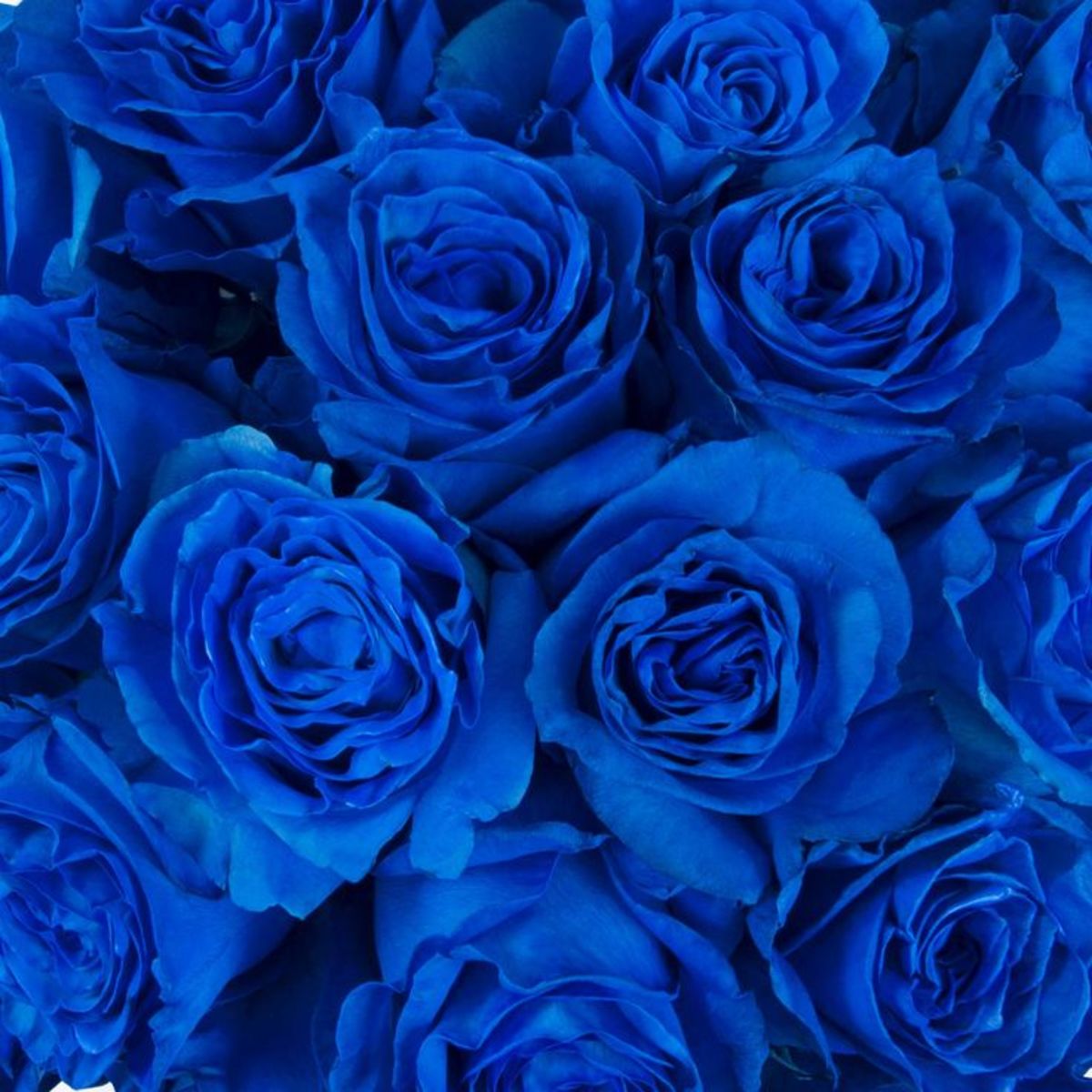 Different Colors of Roses and Their Meanings - HubPages