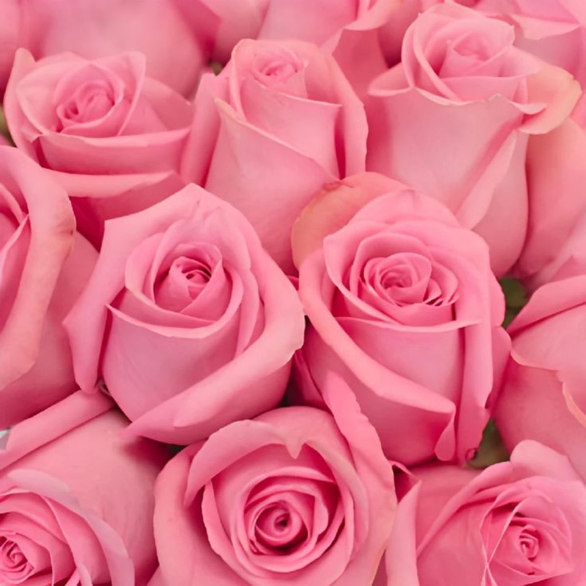 Different Colors of Roses and Their Meanings - HubPages