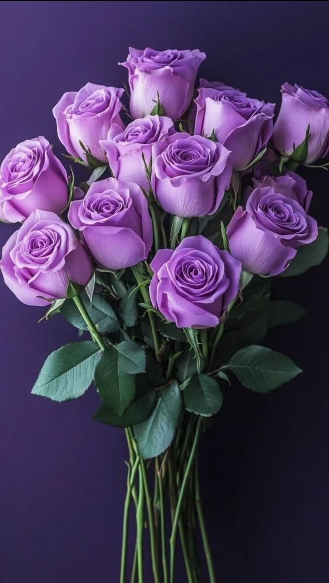 Different Colors of Roses and Their Meanings - HubPages