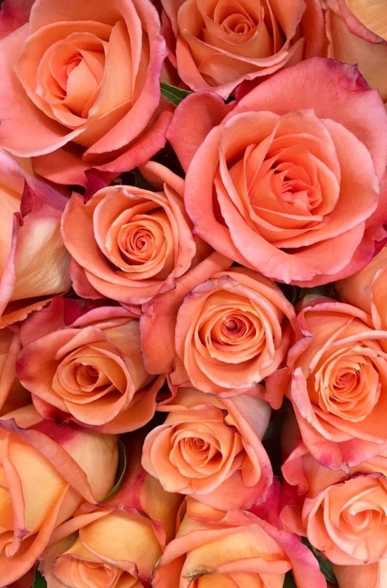 Different Colors of Roses and Their Meanings - HubPages