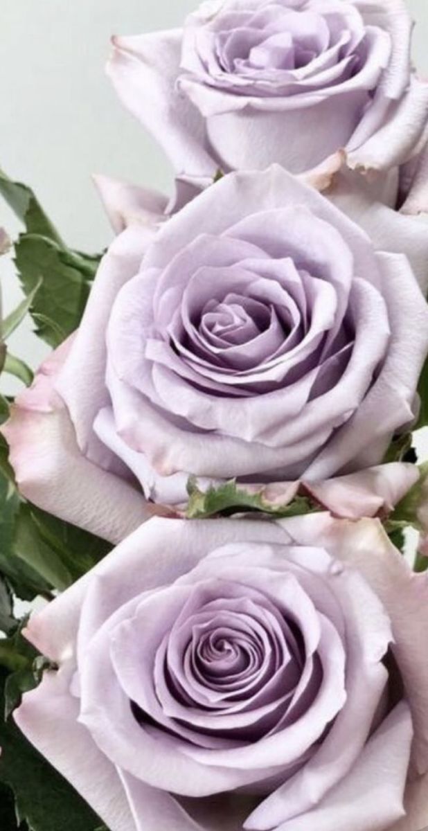 Different Colors of Roses and Their Meanings - HubPages