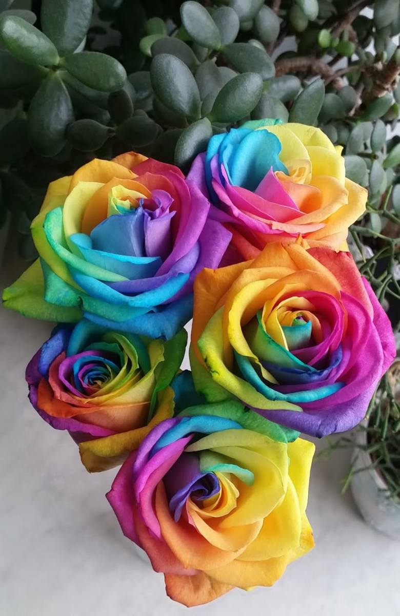 Different Colors of Roses and Their Meanings - HubPages