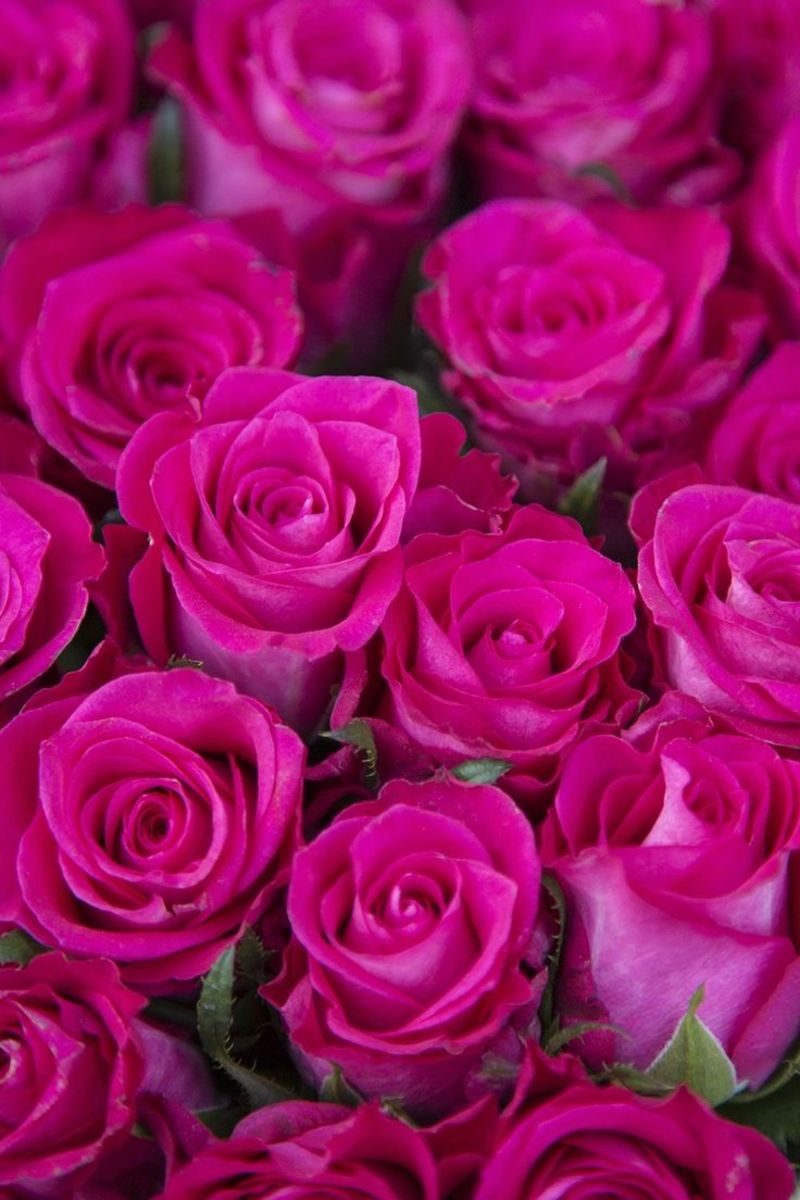 Different Colors of Roses and Their Meanings - HubPages